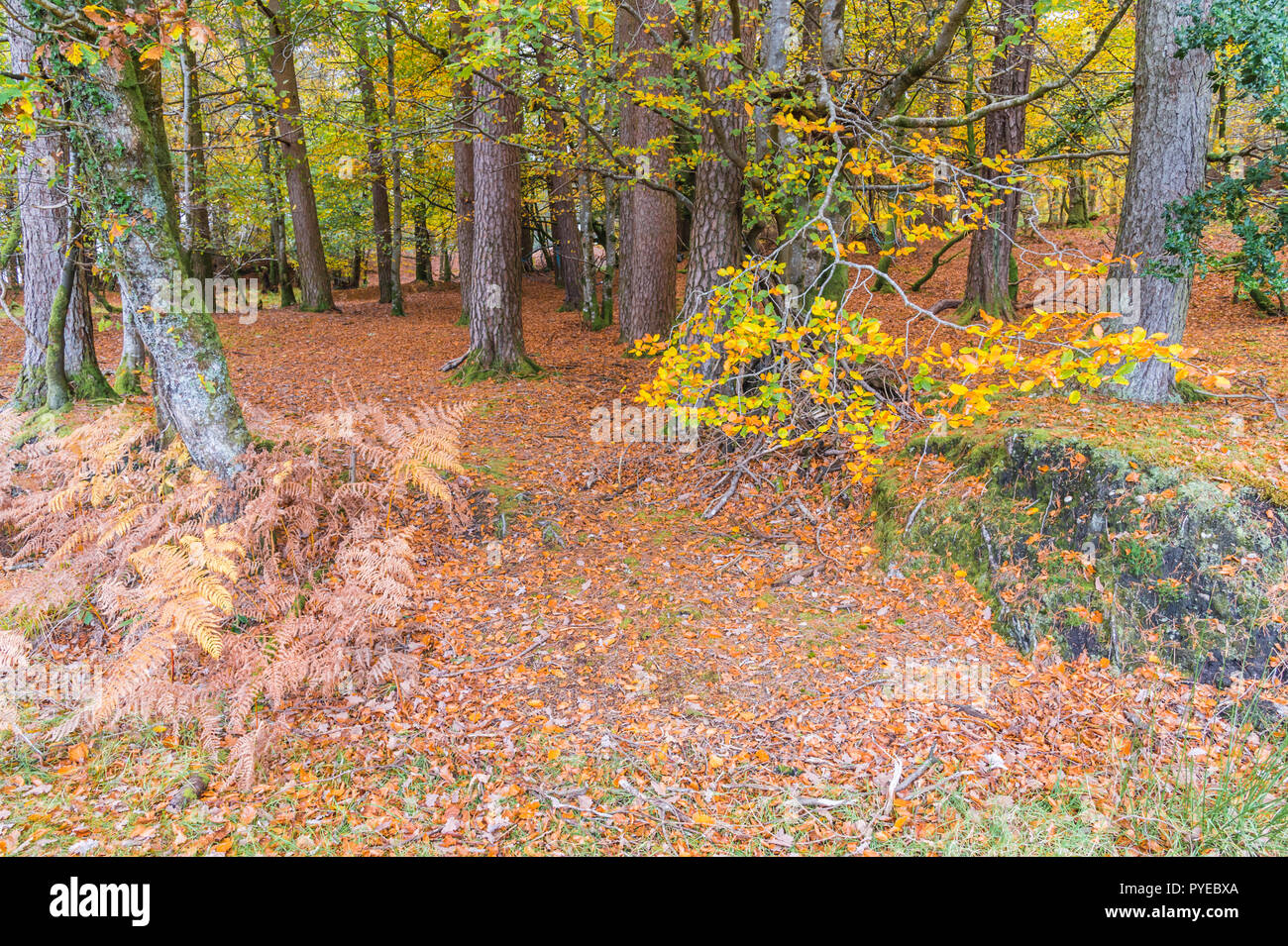 Autumn colours in woodland near Fort William in the Scottish Highlands ...