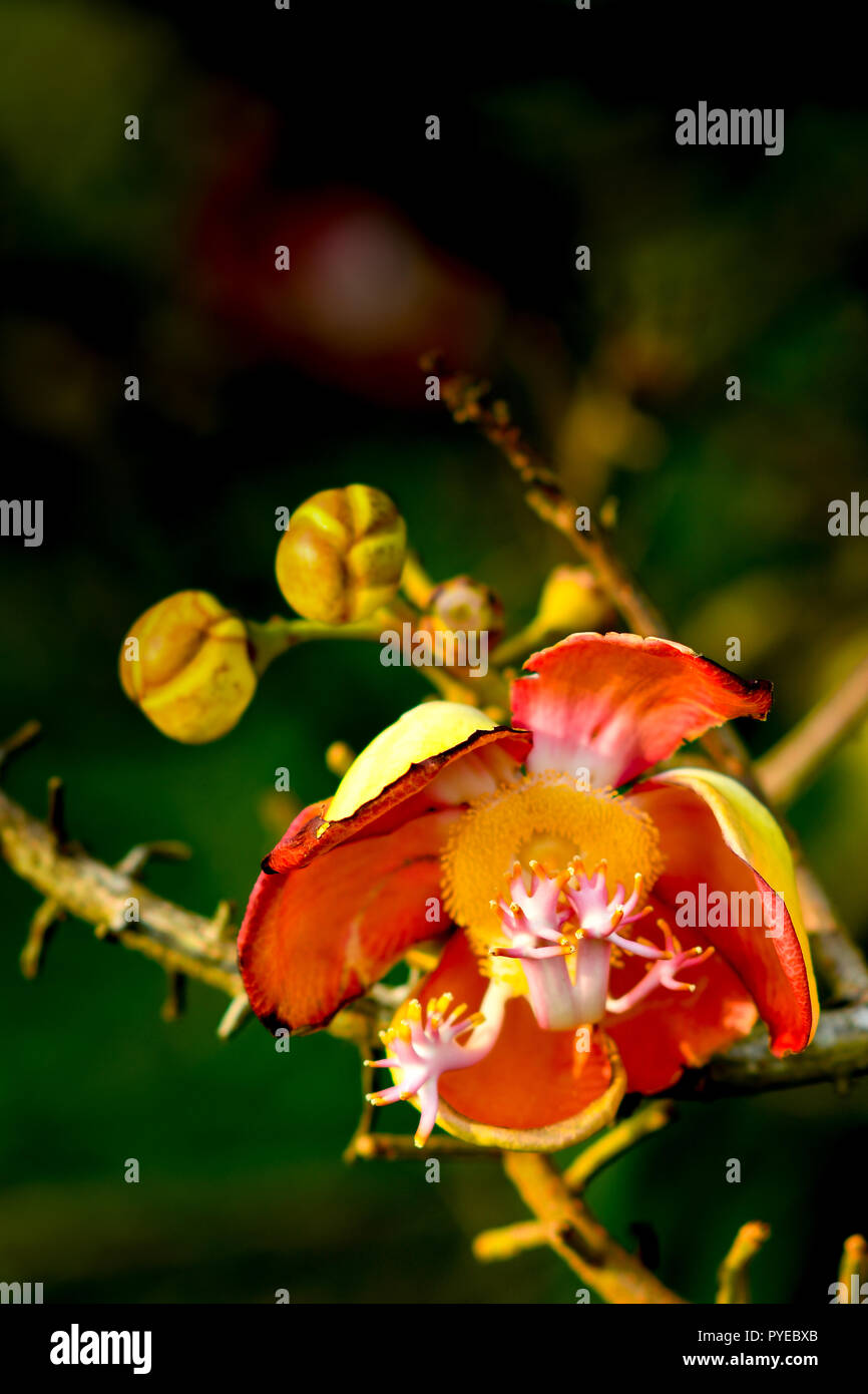 Cannon ball tree flower hi-res stock photography and images - Alamy