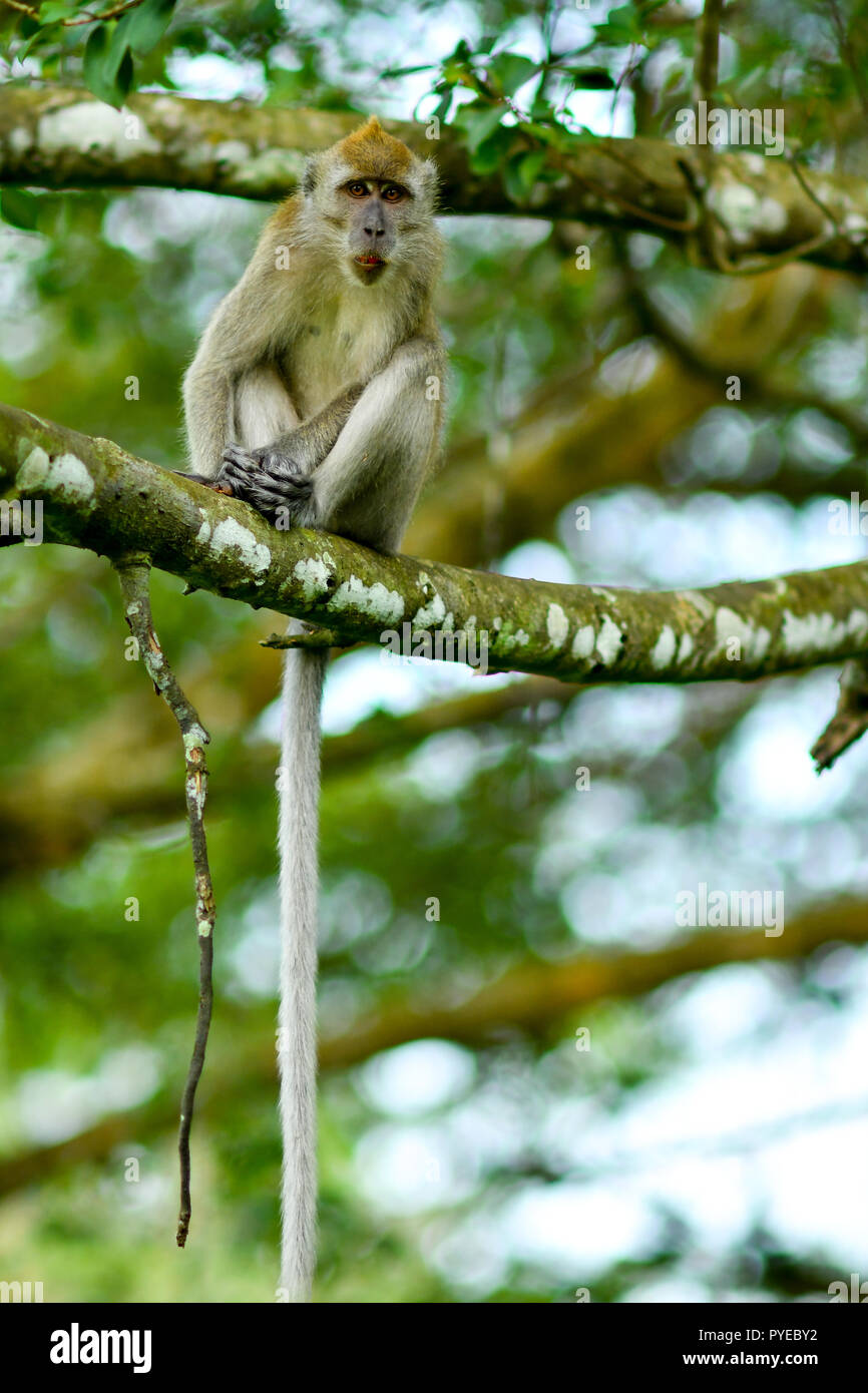 Curious macaque hi-res stock photography and images - Alamy