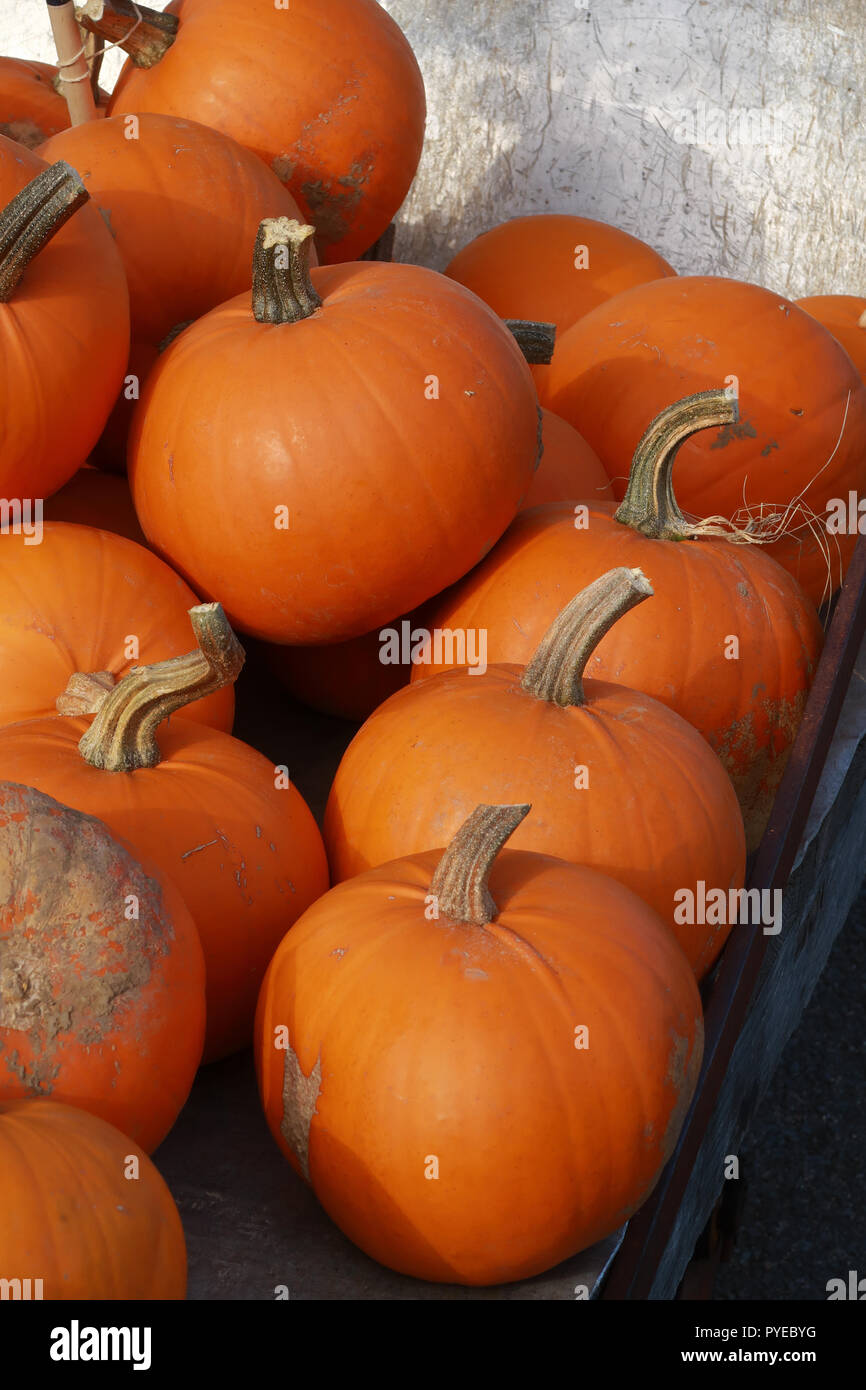 Barrow full of pumpkins hi-res stock photography and images - Alamy