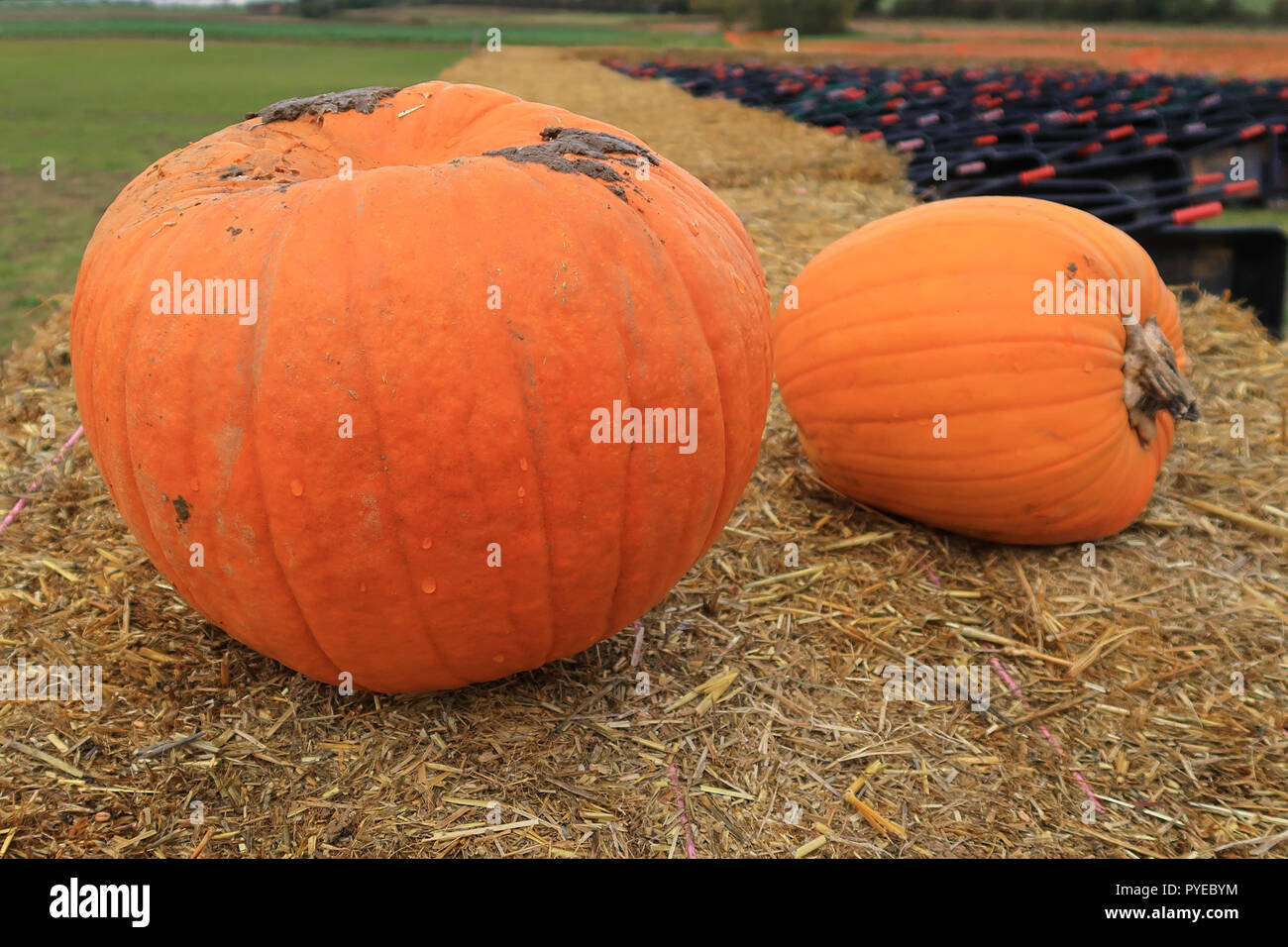 Freshly picked pumpkins laying on a bale of straw Stock Photo - Alamy