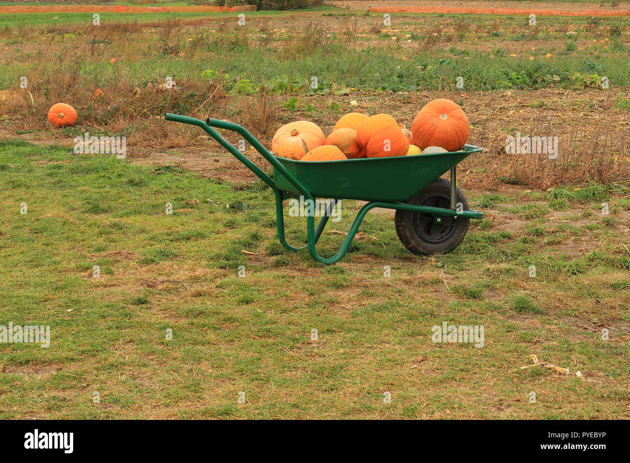 A wheelbarrow full of Pumpkins Stock Photo - Alamy