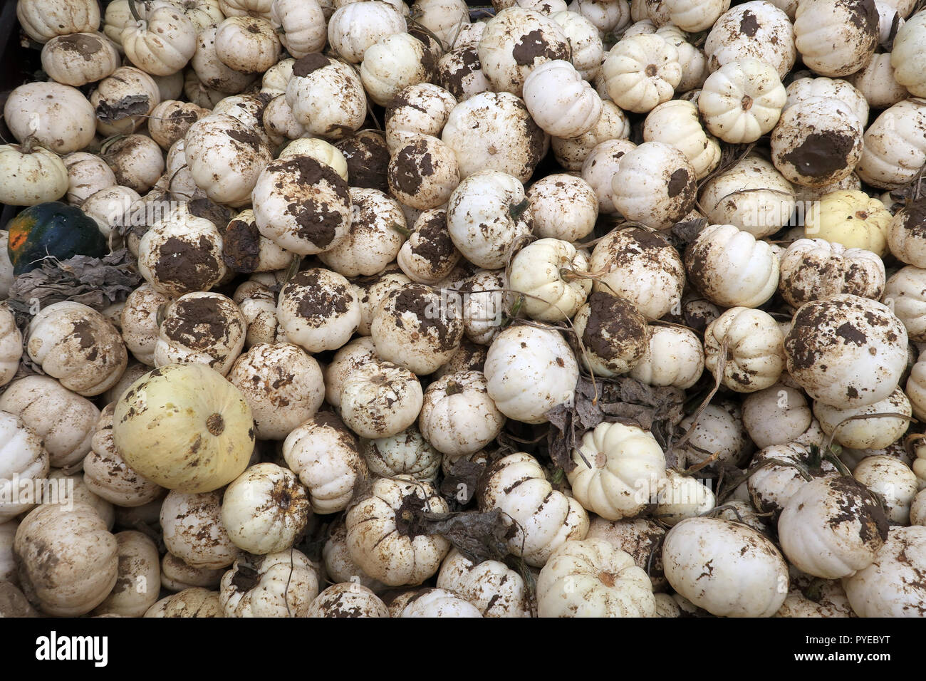 Freshly cut winter squash hi-res stock photography and images - Alamy