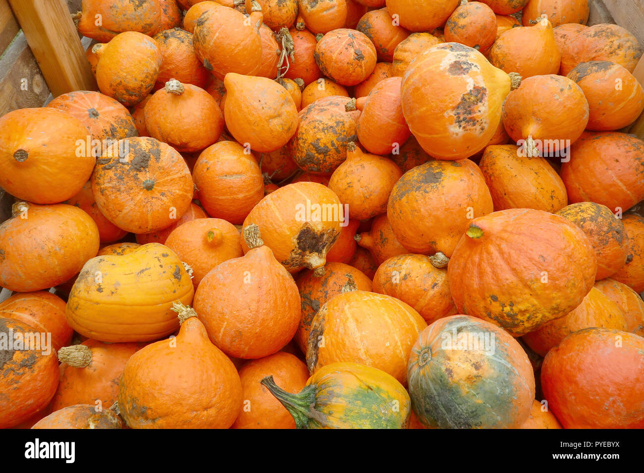 Freshly harvested squash hi-res stock photography and images - Alamy