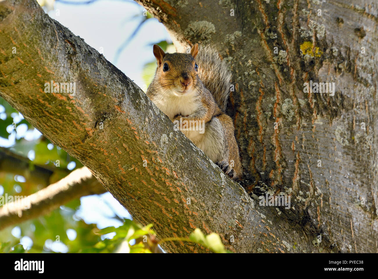 Grey squirrel tree hi-res stock photography and images - Alamy