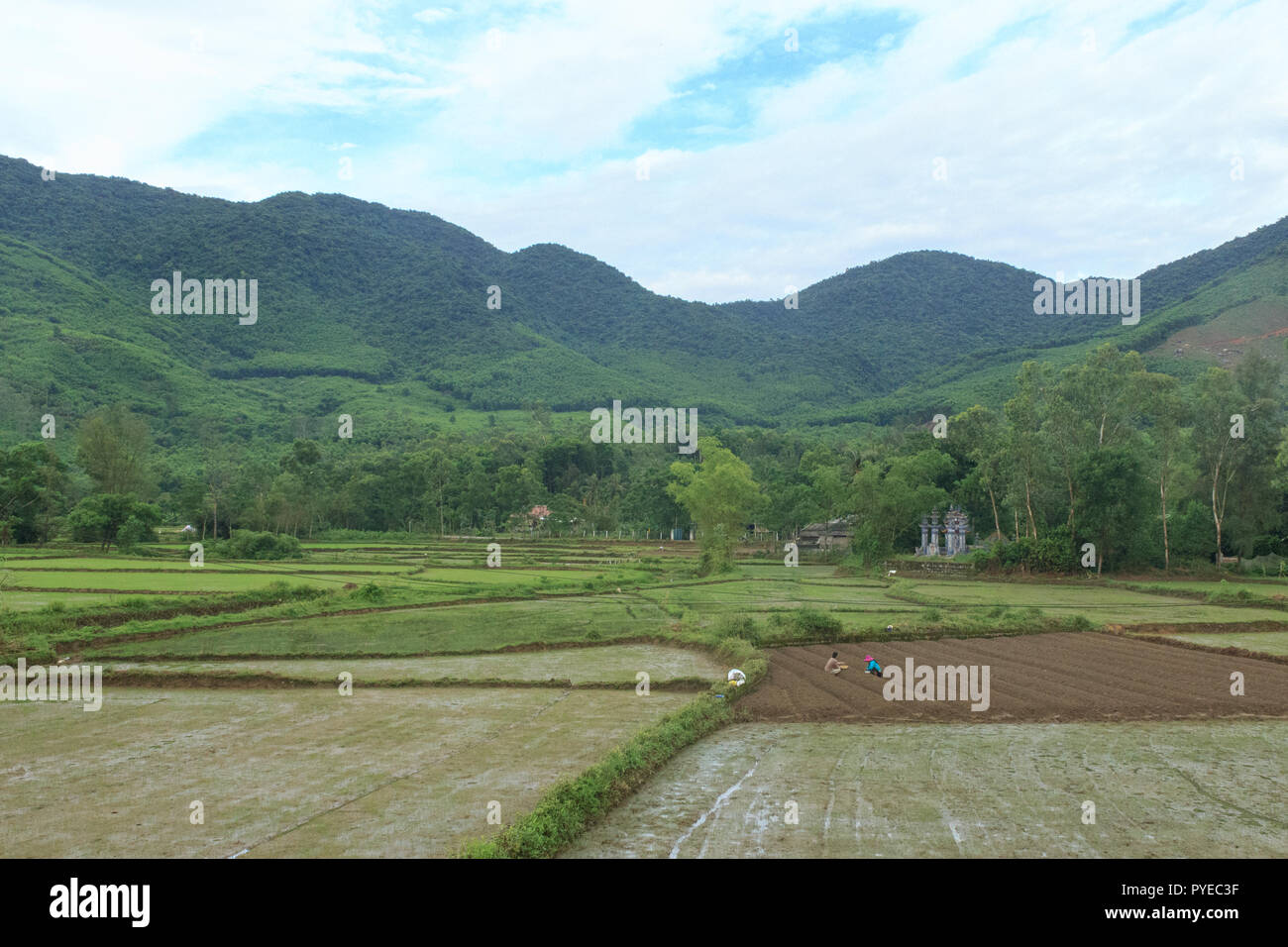 Vietnam rice terrace hi-res stock photography and images - Alamy