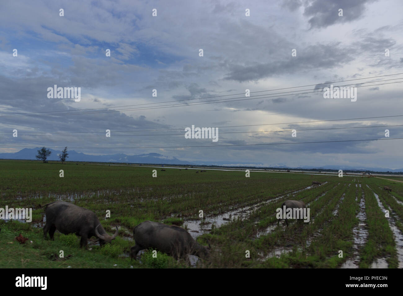 Tropical landscape rice fields sea hi-res stock photography and images ...