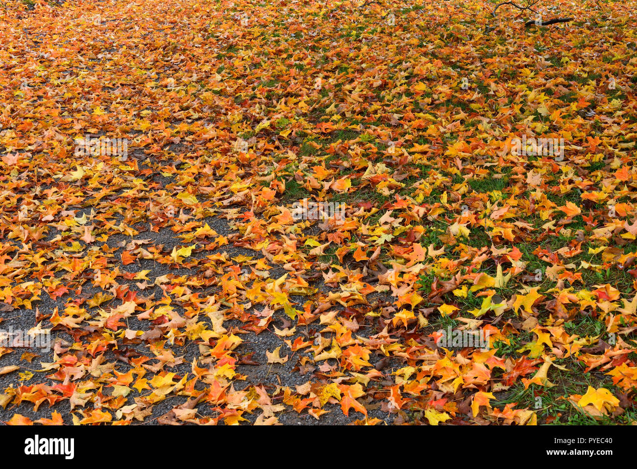 A horizontal image of maple tree leaves that have fallen and are ...