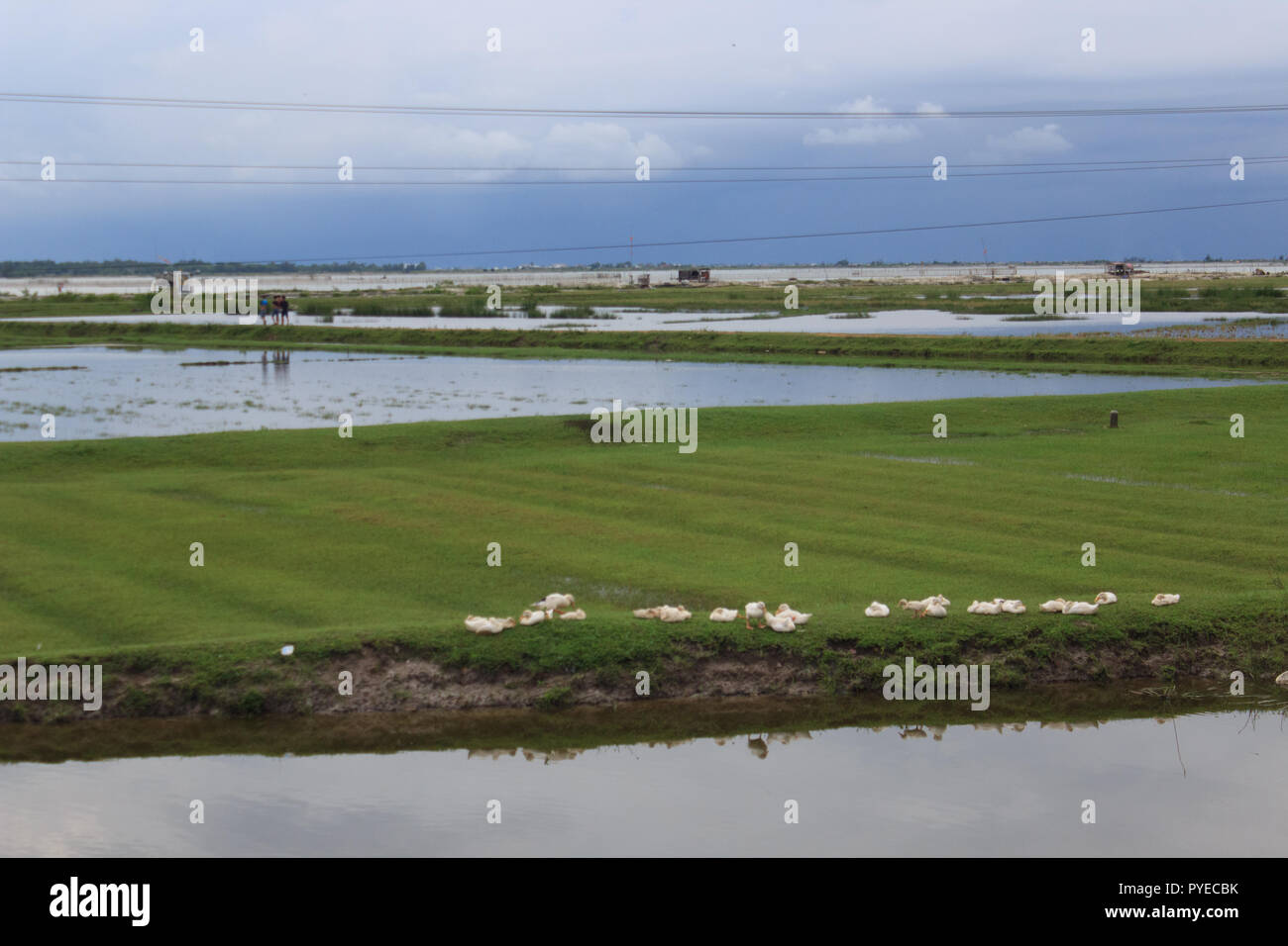 Tropical landscape rice fields sea hi-res stock photography and images ...