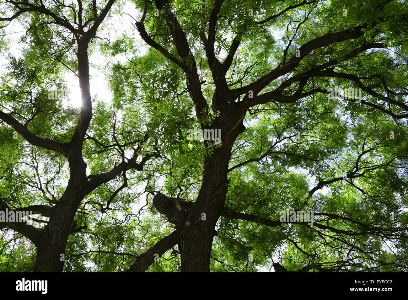 Sunlight spring park nature hi-res stock photography and images - Alamy