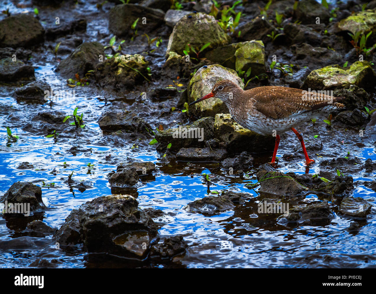 Red Shank Bird High Resolution Stock Photography and Images - Alamy