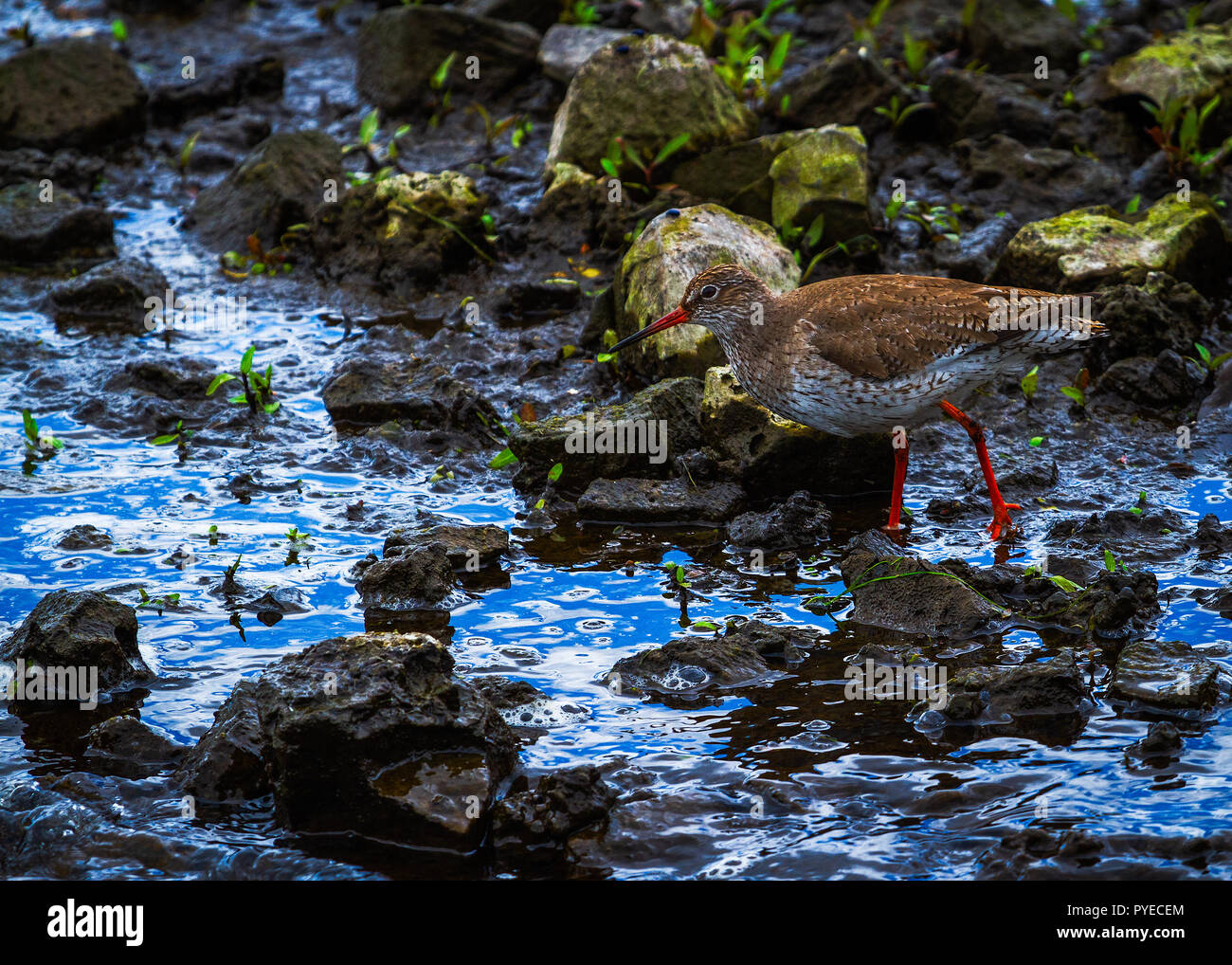 Scientific name detailed hi-res stock photography and images - Alamy