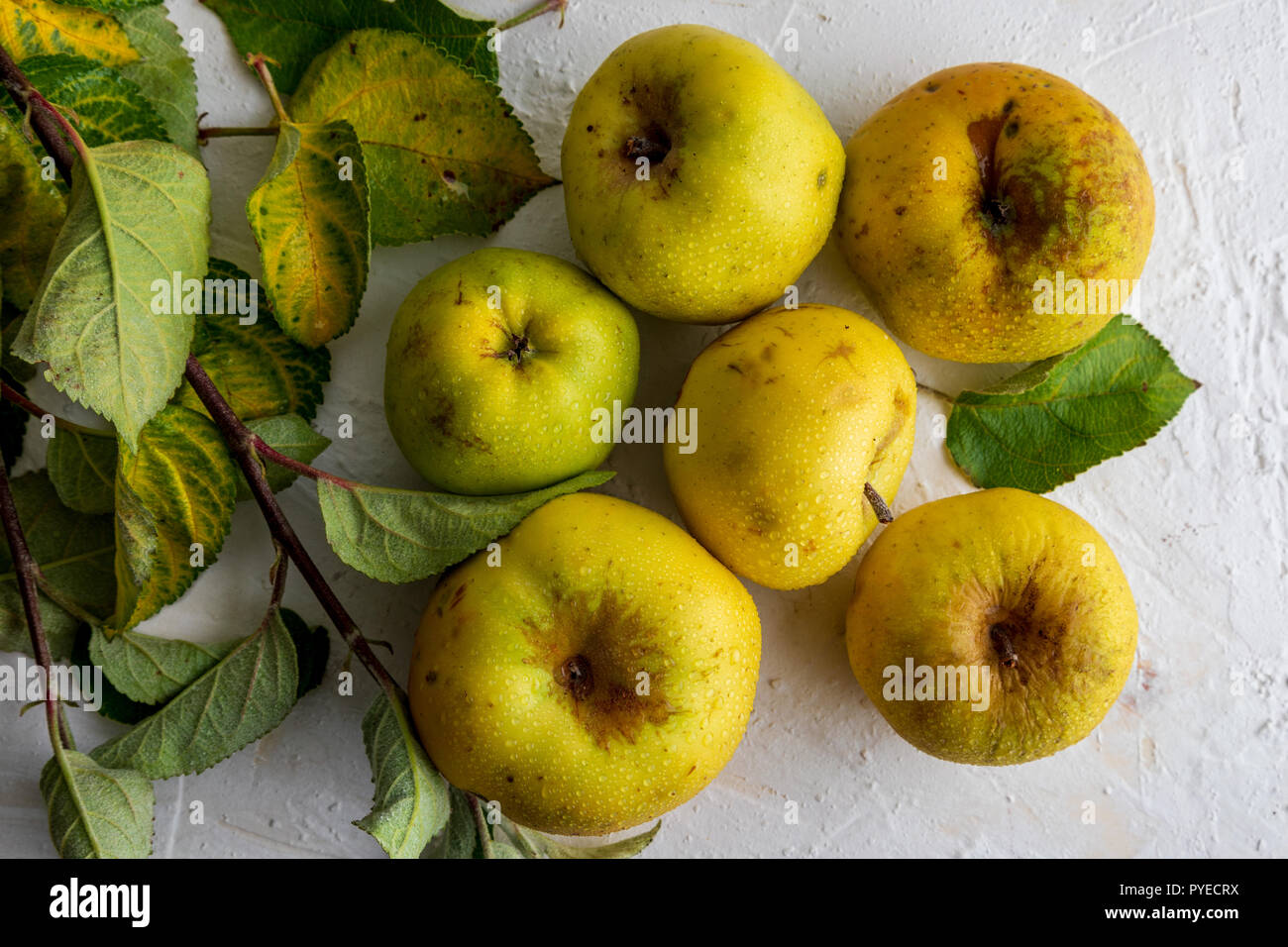Yellow apples (reinetas) fresh, raw and ripe. With leaves on white ...