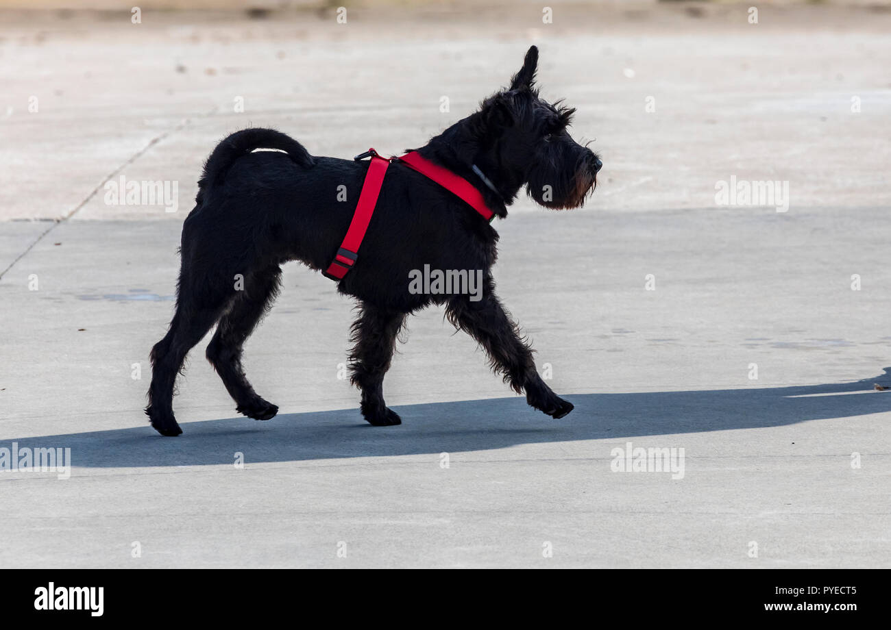 Schnauzer dog collar hi-res stock photography and images - Alamy