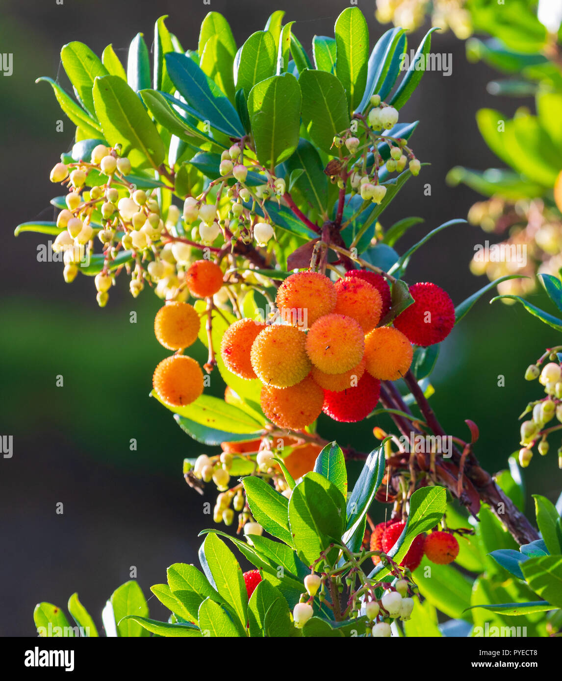 Mature and semi-ripe fruits of madroño (Ripe arbutus). Natural texture ...