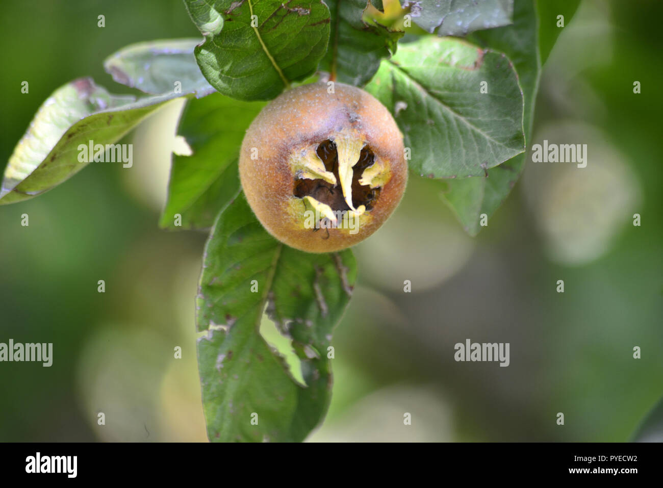 common medlar or mespilus germanica on a tree Stock Photo - Alamy