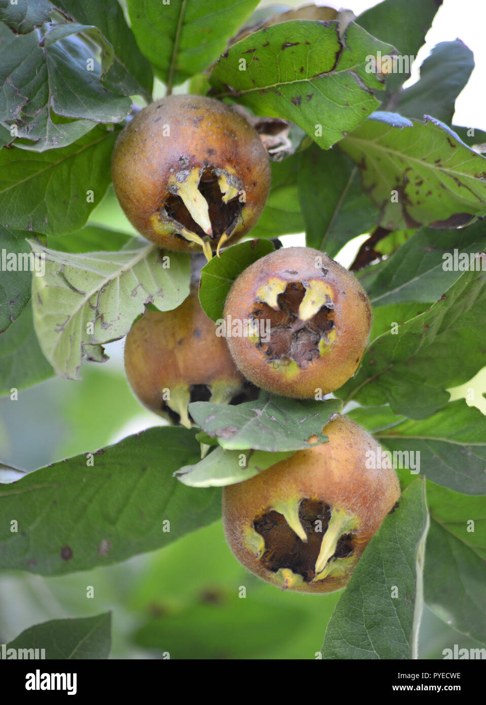 Green leaves on a medlar tree hi-res stock photography and images - Alamy