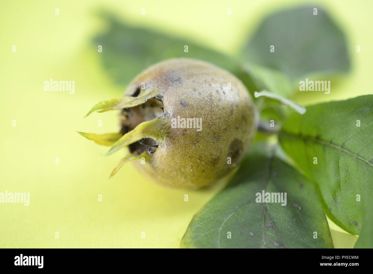 common medlar or mespilus germanica on a tree Stock Photo - Alamy