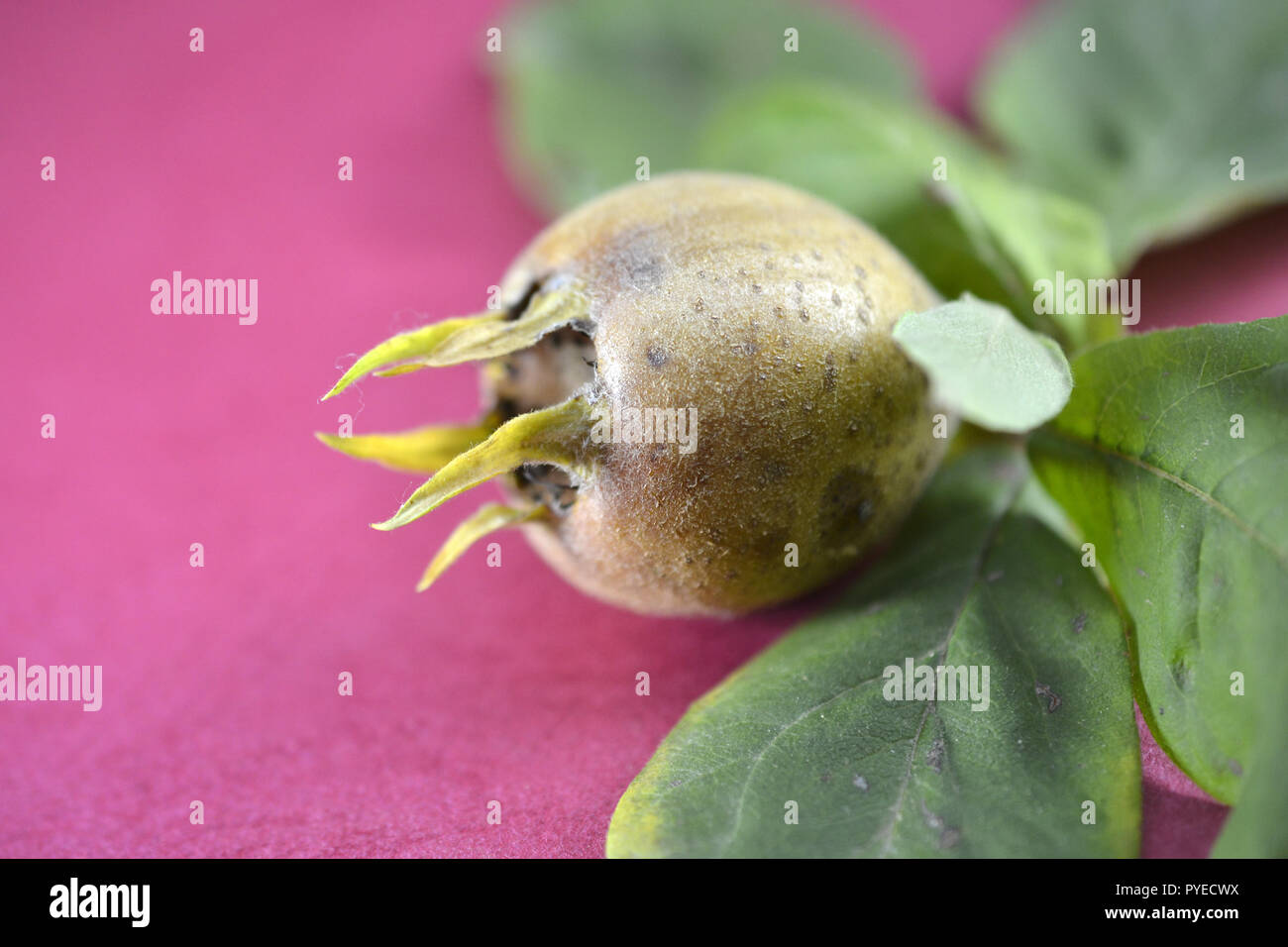 common medlar or mespilus germanica on a tree Stock Photo - Alamy
