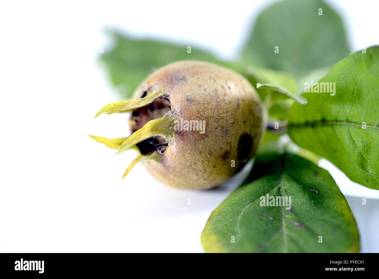 common medlar or mespilus germanica in studio Stock Photo - Alamy