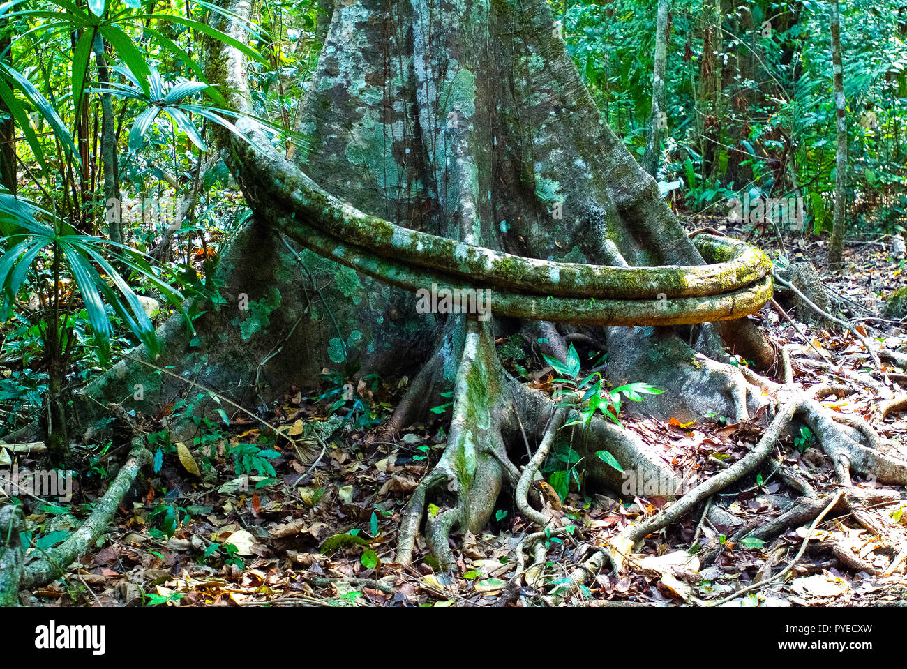 The ceiba the national tree o Guatemala Stock Photo - Alamy