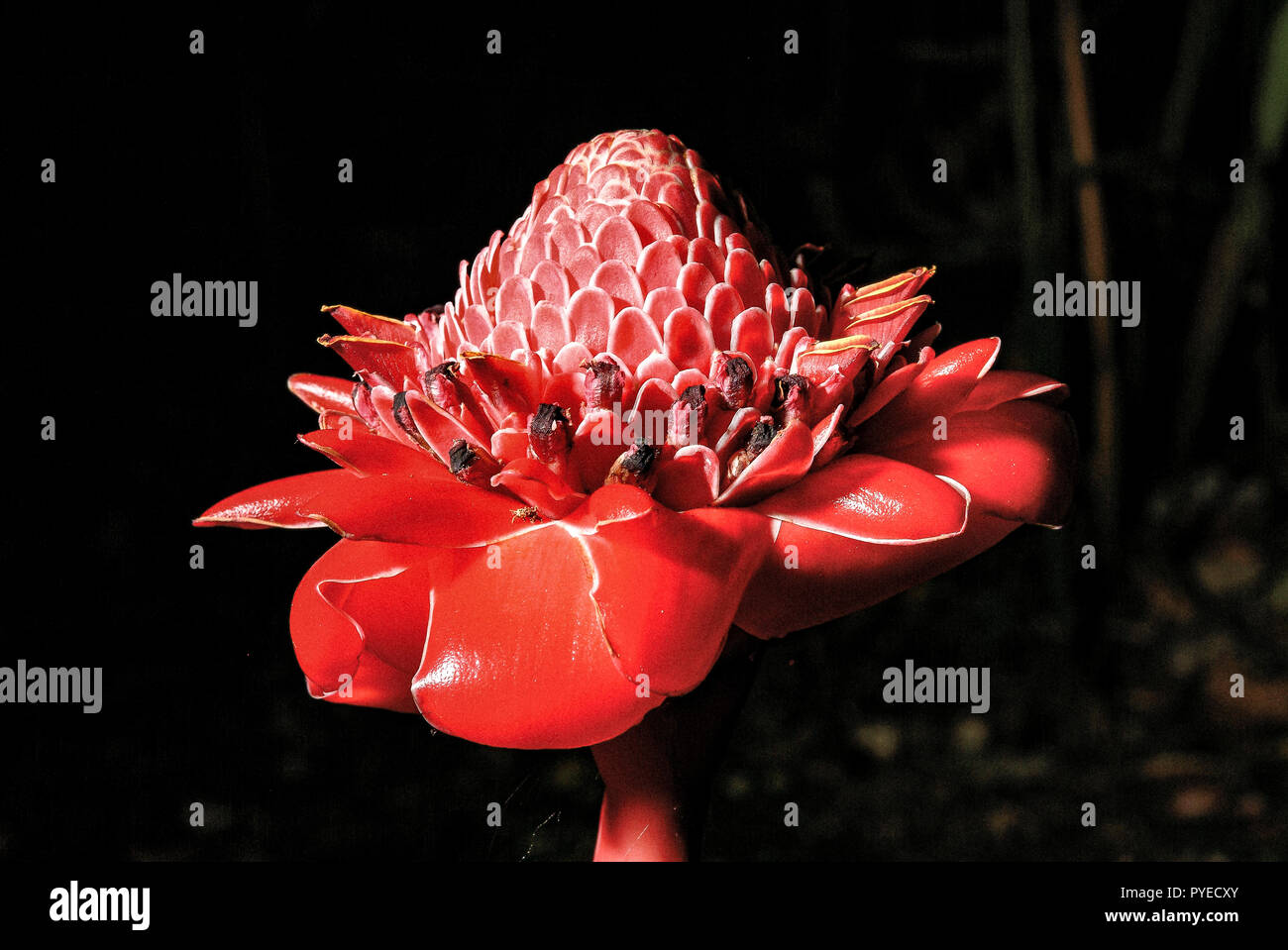 Guatemala a red flower the name is Gengibre Antorcha, Heliconia Stock ...
