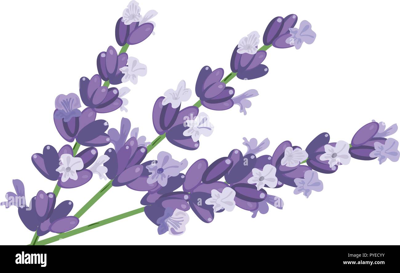 Lavender flowers closeup For cosmetics, store, spa, health care ...