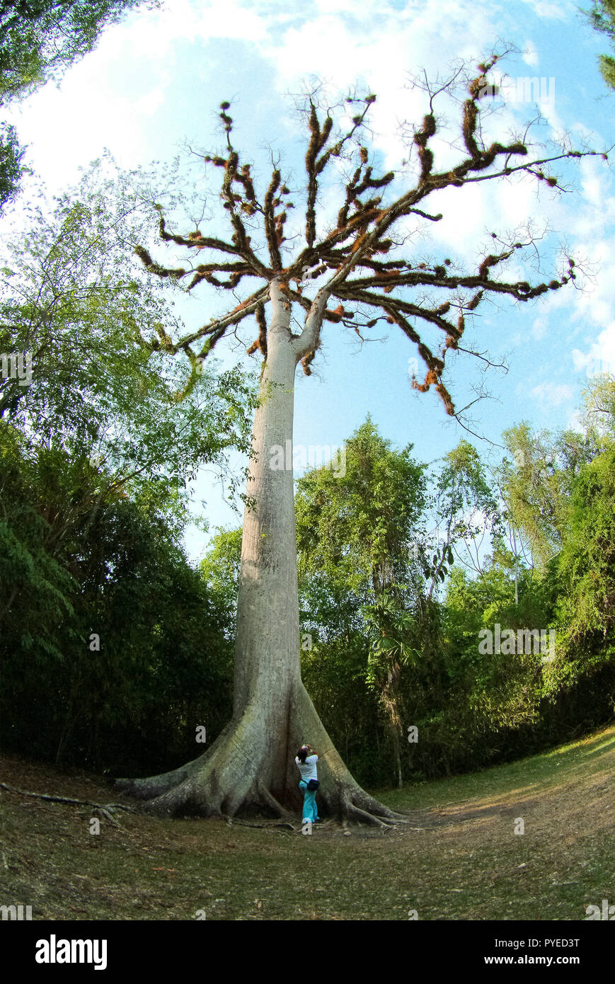 Guatemala Tikal, The ancient Maya tree Ceiba Stock Photo - Alamy