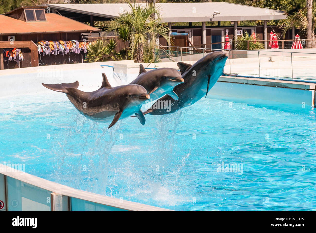 Three beautiful dolphins jumping in a swimming pool showing their ...