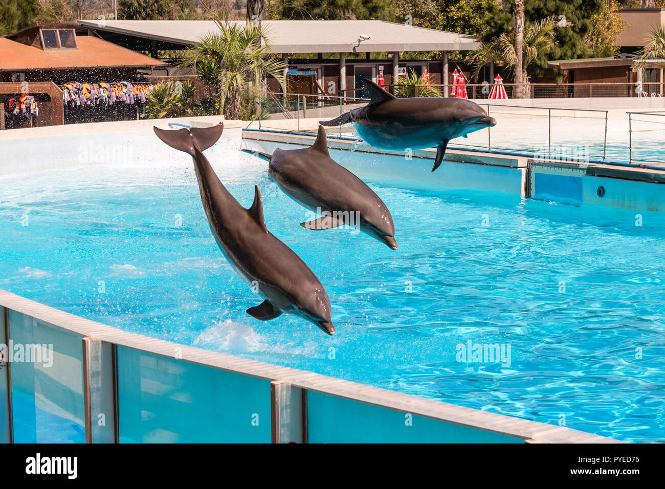 Three beautiful dolphins jumping in a swimming pool showing their ...