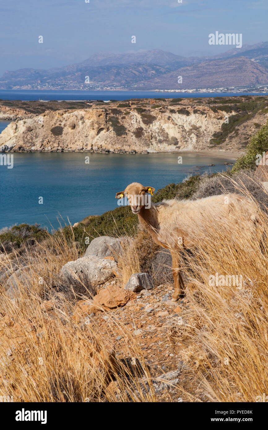Sheep in the mountains and rural areas of Crete in Greece Stock Photo ...