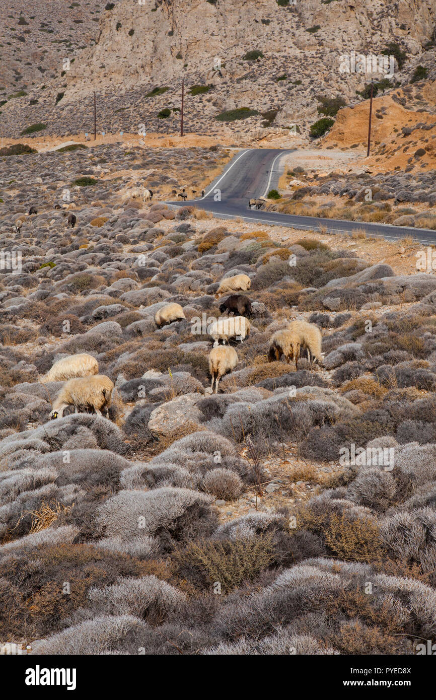 Sheeps on the road and in the mountains of Crete Stock Photo - Alamy