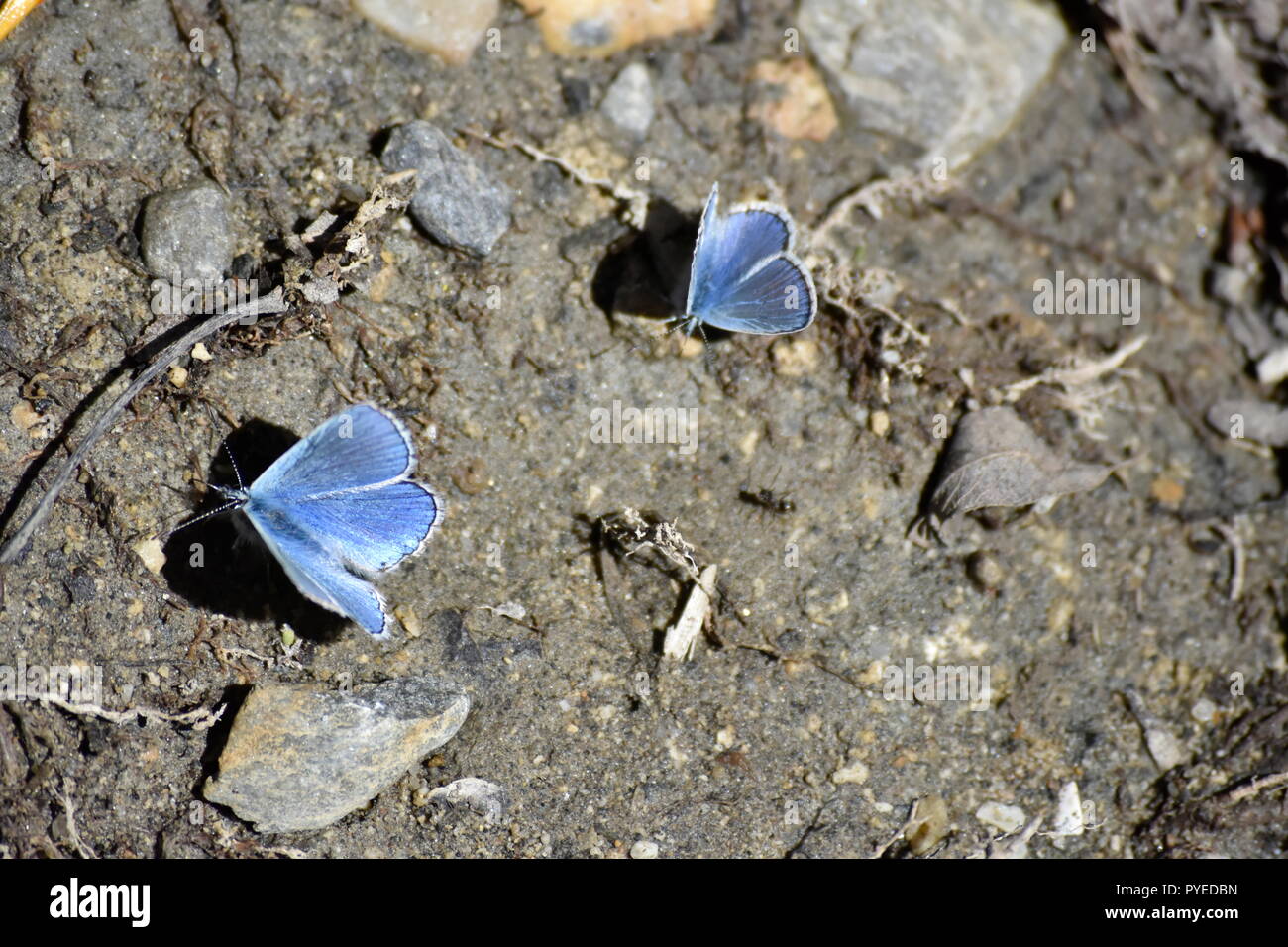 blue butterfly in the moisture of the earth Stock Photo - Alamy