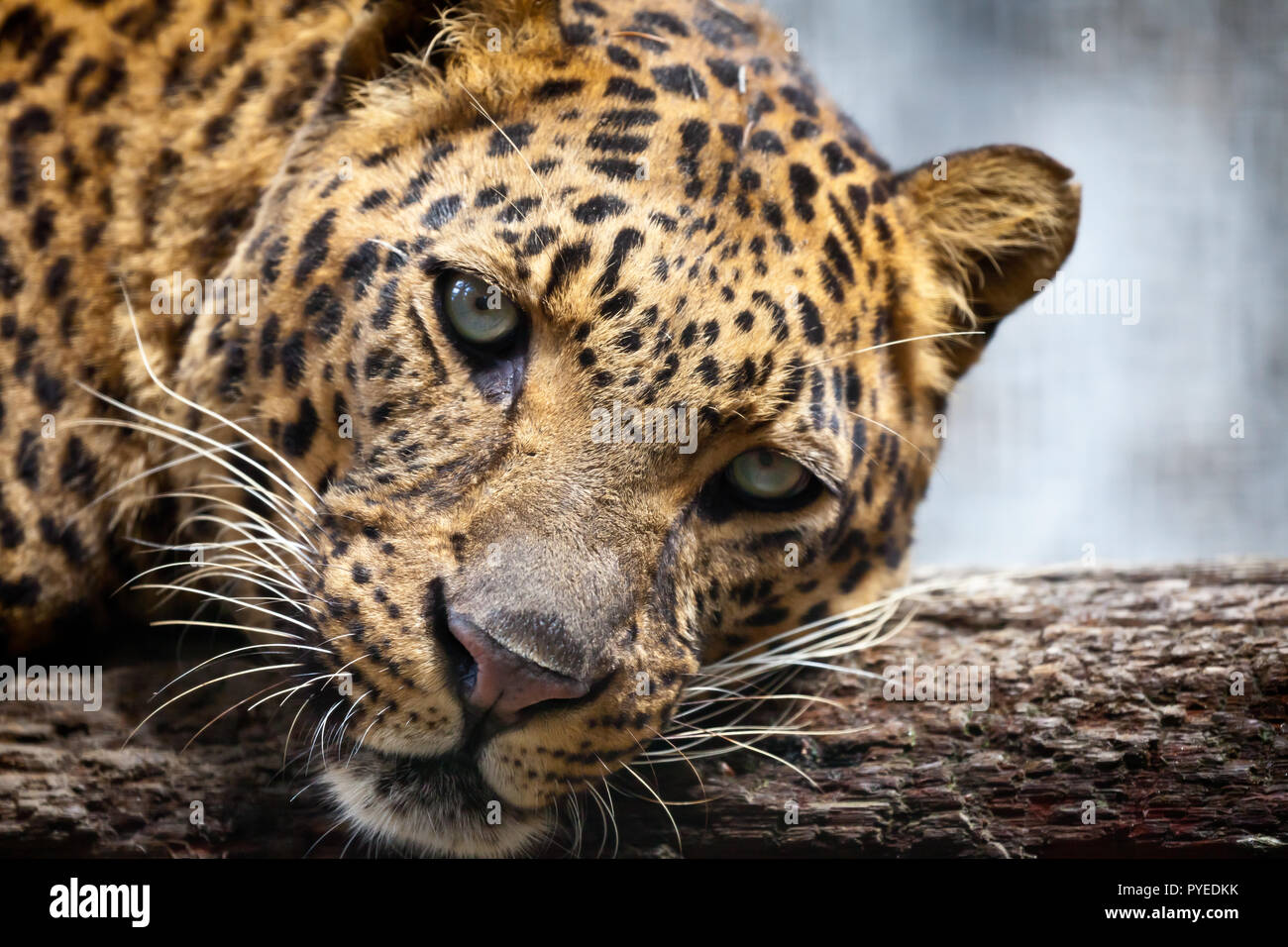 Leopard on log hi-res stock photography and images - Alamy