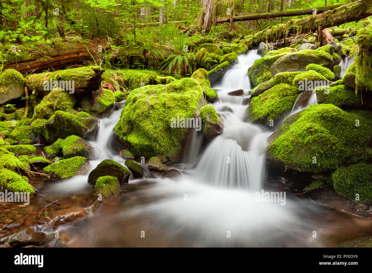 A small cascade flowing near Sol Duc Falls, Olympic National Forest ...