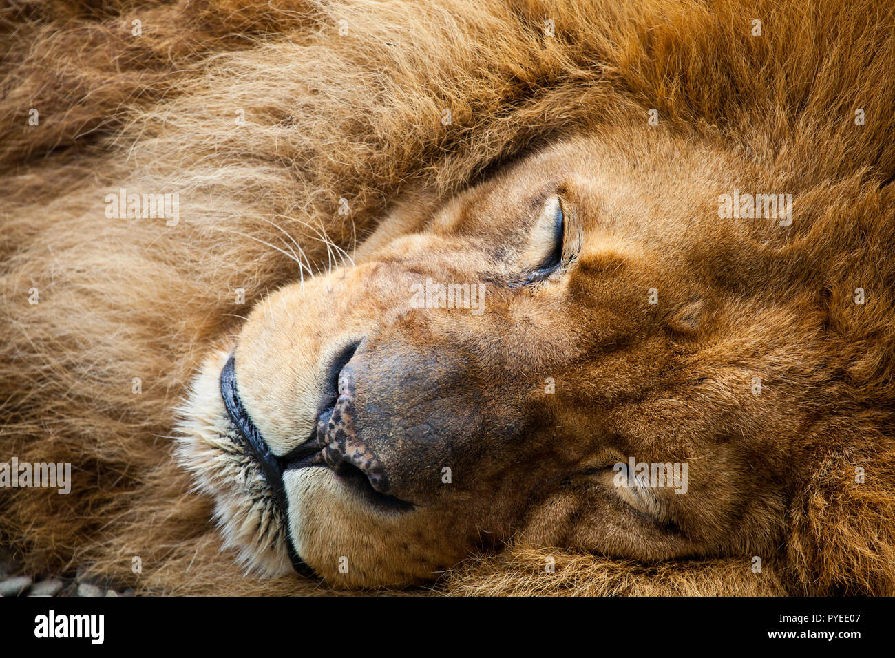 Lion sleeping hi-res stock photography and images - Alamy