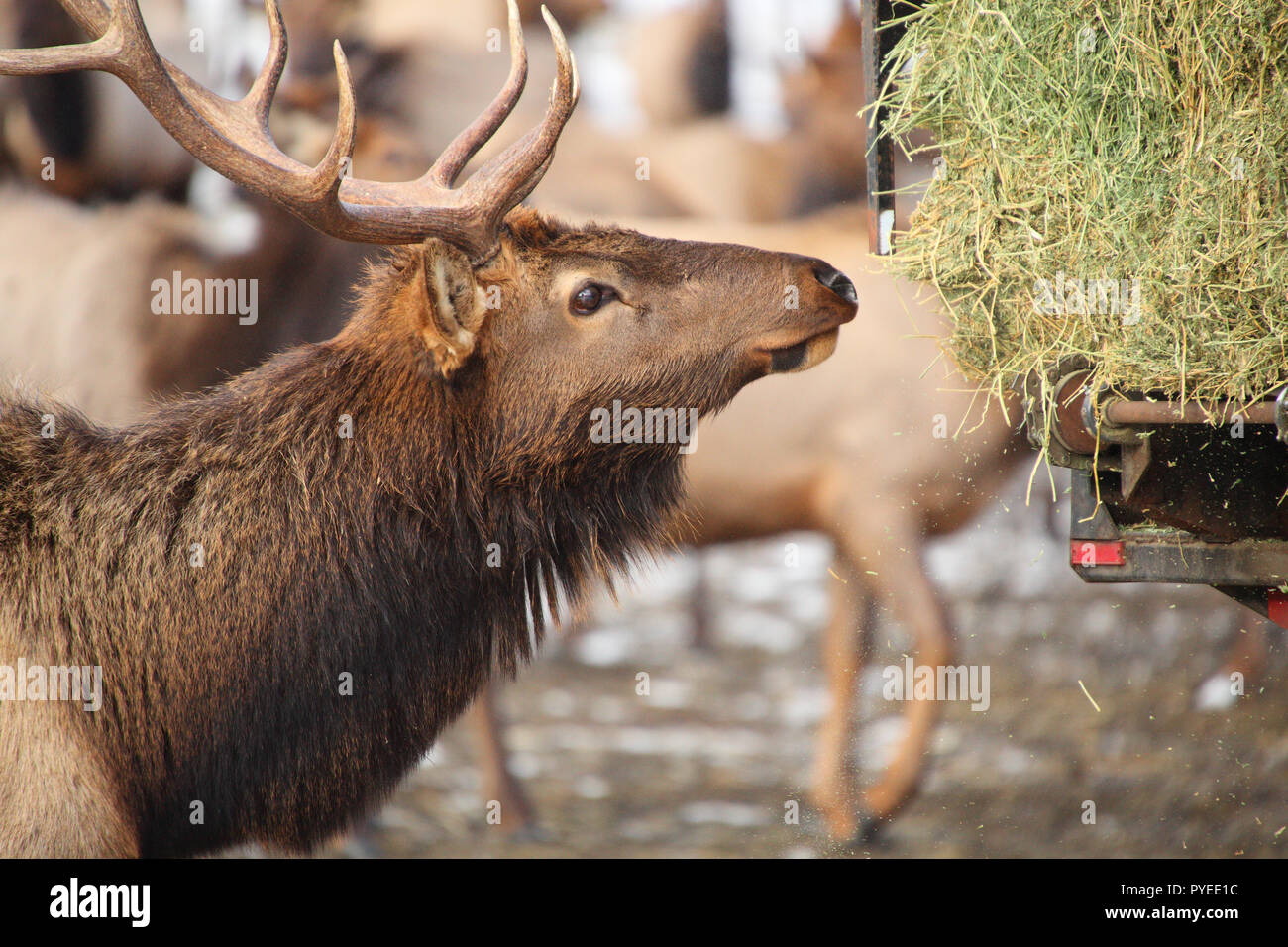 A hungry bull elk with antlers following a truck loaded with hay, Oak ...