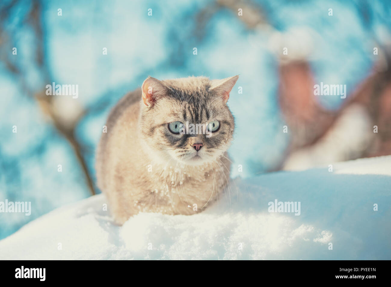 Cute Siamese Cat walking in the deep snow Stock Photo - Alamy
