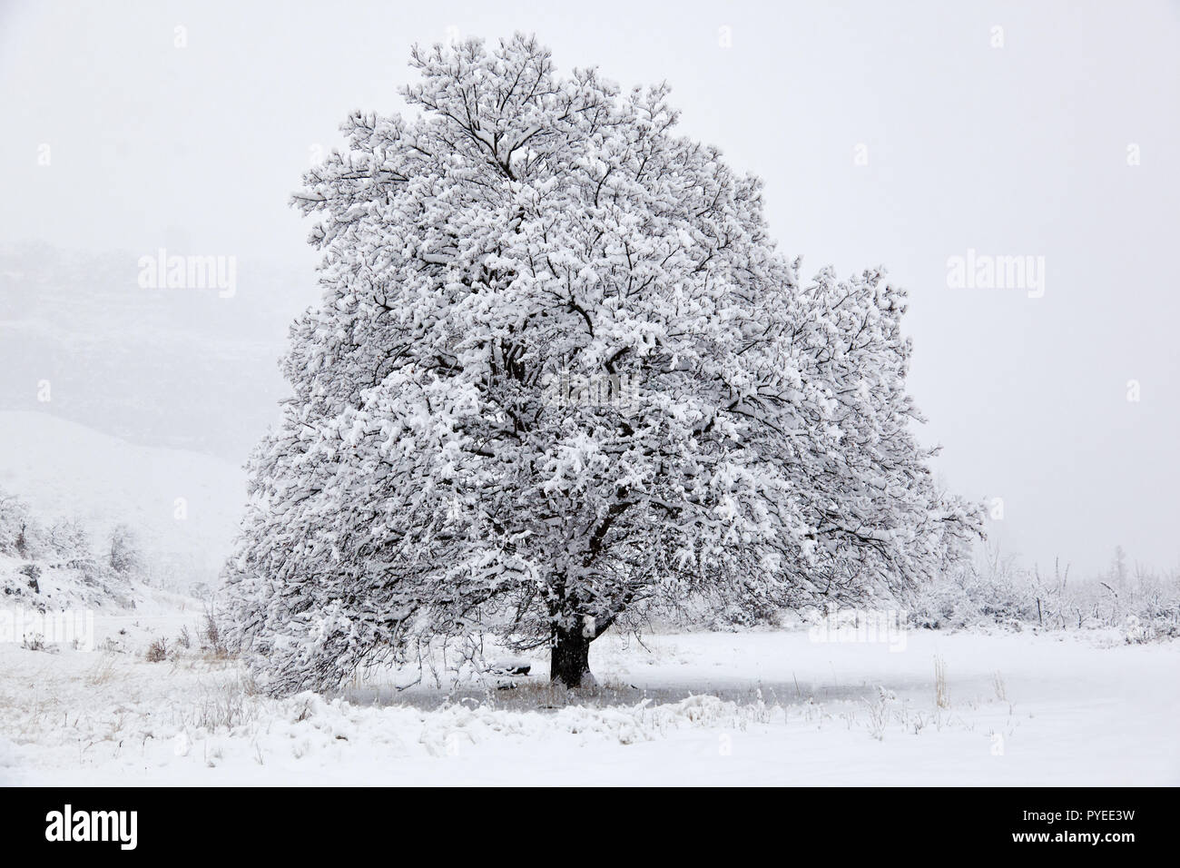 Large tree covered in fresh snowfall Stock Photo - Alamy