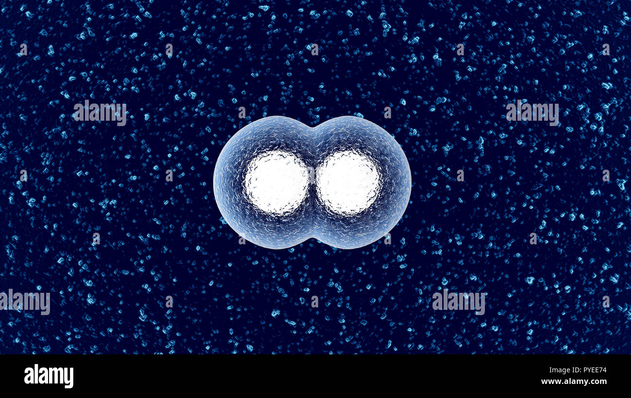 Mitosis prophase hi-res stock photography and images - Alamy