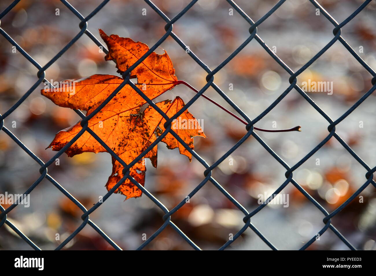 Fallen leave on fence Stock Photo - Alamy