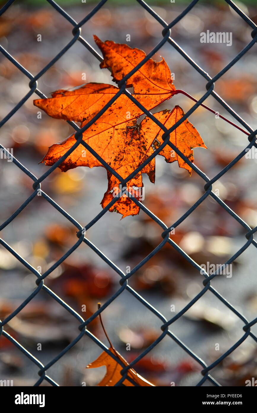 Fallen leave on fence Stock Photo - Alamy