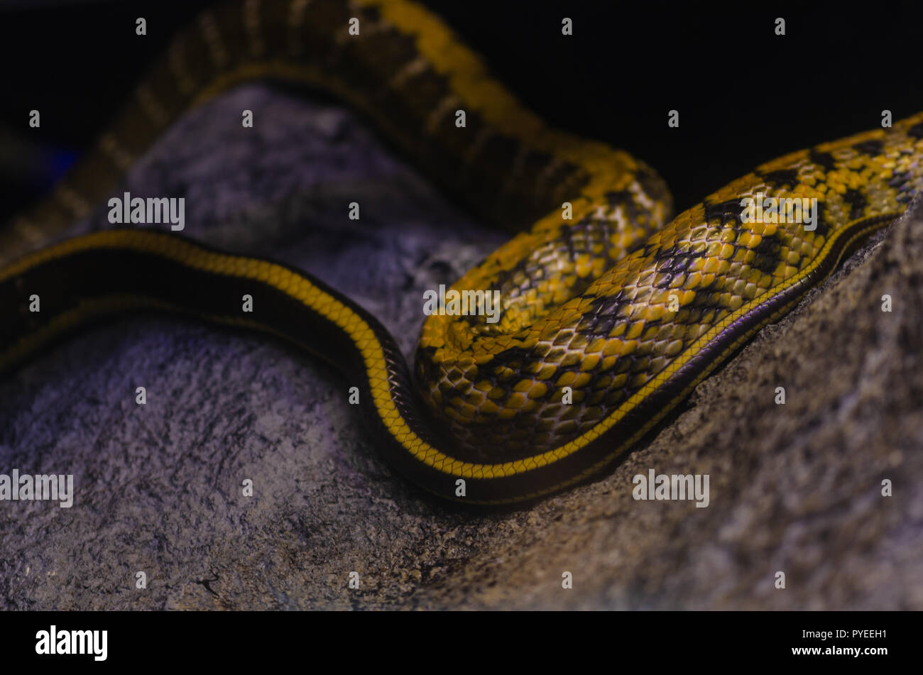 Tropical snake hi-res stock photography and images - Alamy