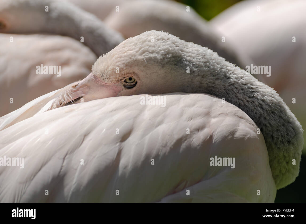 Detail of flamingo's face with background. A flock of flamingos on a ...