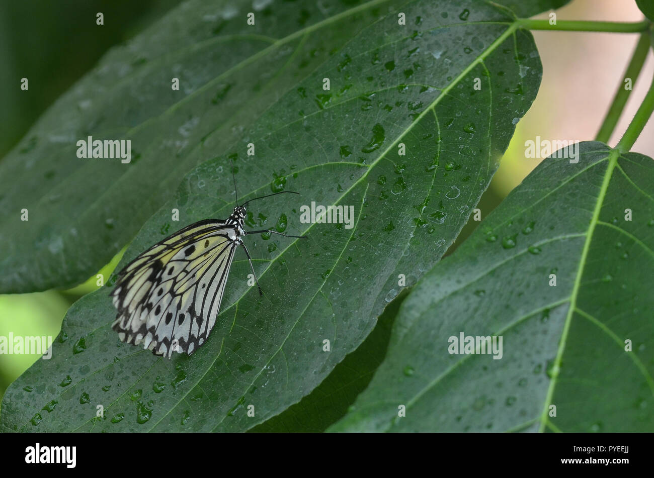 Big spotted butterfly, tree nymph butterfly, rice paper butterfly, Idea ...