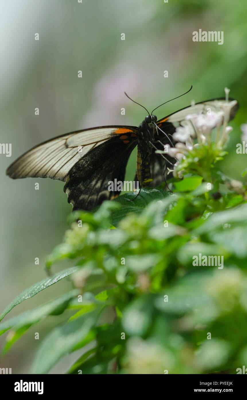 Papilio memnon, the great Mormon butterfly, with green vegetation ...