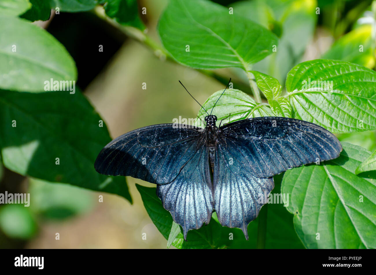 Papilio memnon, the great Mormon butterfly, with green vegetation ...