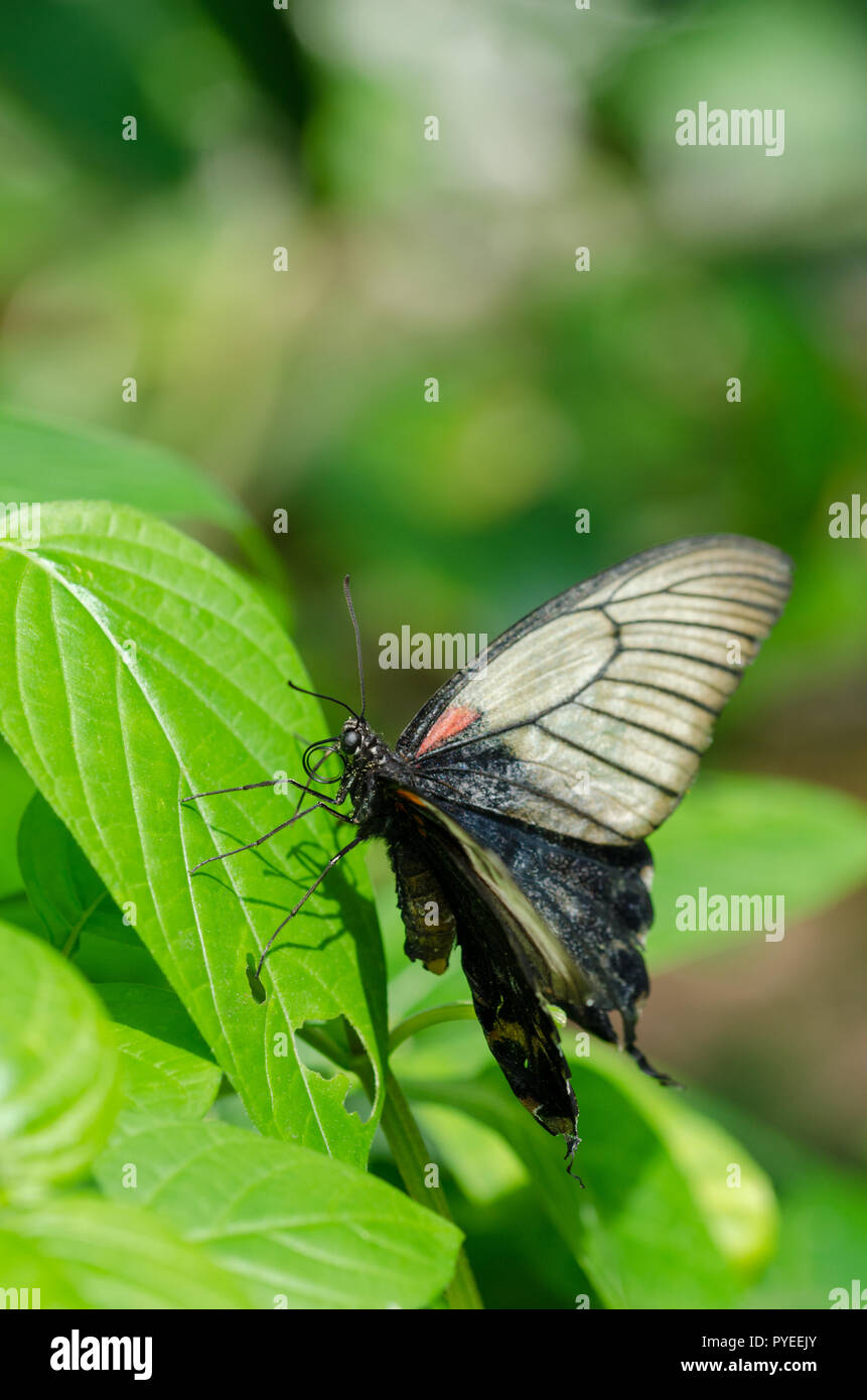 Papilio memnon, the great Mormon butterfly, with green vegetation ...