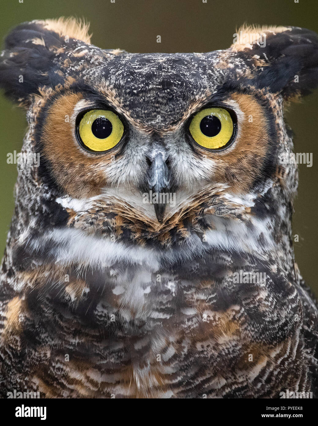 A great horned owl portrait Stock Photo - Alamy