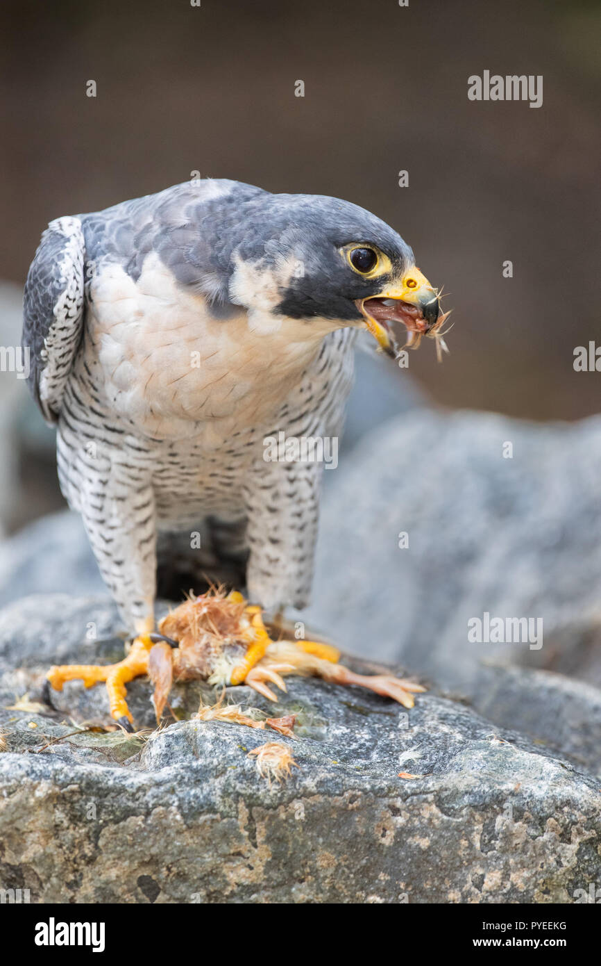 Peregrine falcon hunting hi-res stock photography and images - Alamy